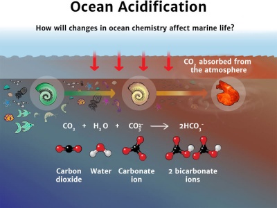 Ocean Acidification - Knowledge Bank - Solar Schools