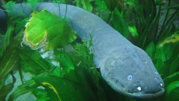 Electrical Energy - Knowledge Bank - Solar Schools